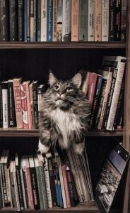 Download Pete the Cat Books PDF | Free Stories for Kids